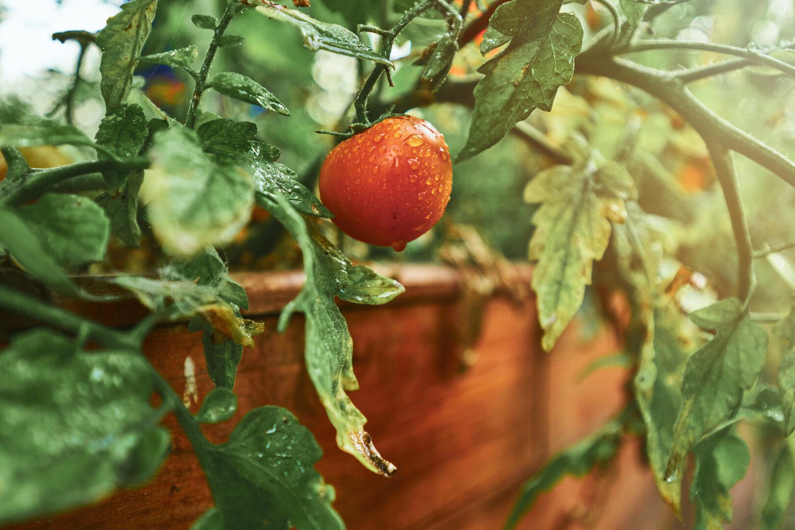 Mini-Hochbeet, große Ernte: So geht Gemüseanbau auf engstem Raum