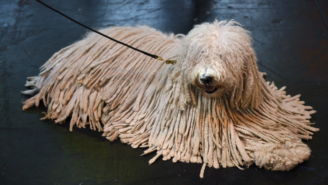 13 striking dog breeds built for stormy weather