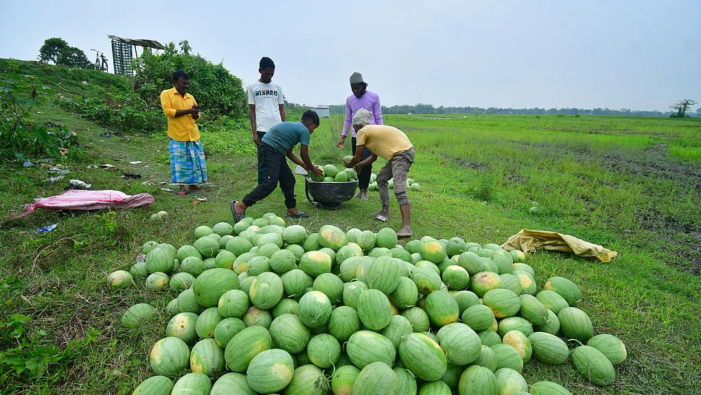 Tips for choosing a ripe watermelon