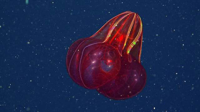 Researchers capture video of deep-sea comb jelly whose blood-red ...