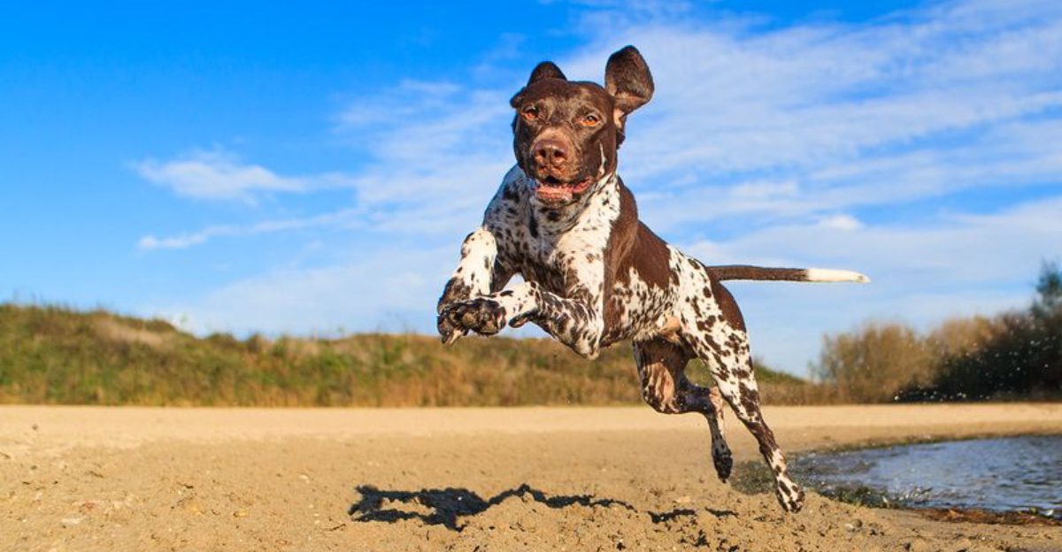 11 endurance-loving dog breeds perfect for outdoor adventures and exercise