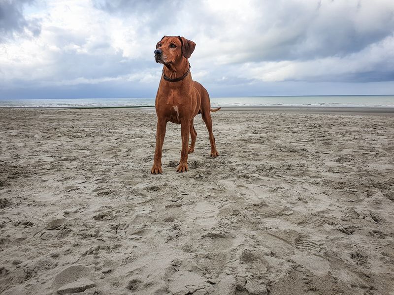 11 endurance-loving dog breeds perfect for outdoor adventures and exercise