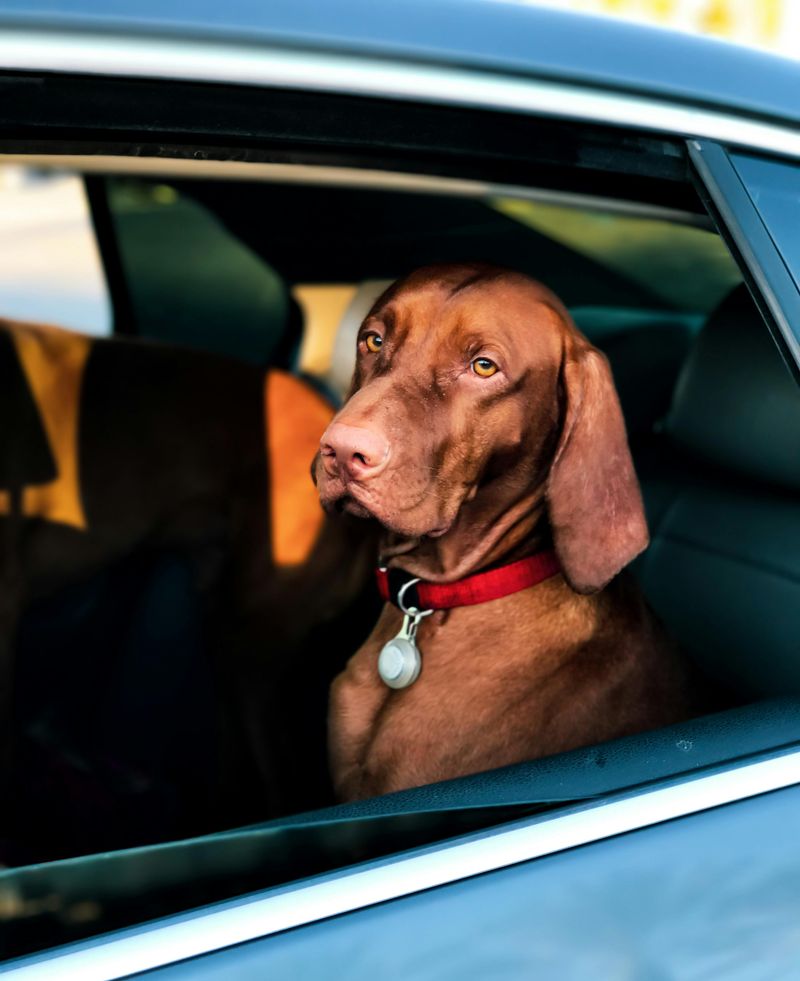 11 endurance-loving dog breeds perfect for outdoor adventures and exercise