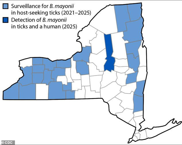 Rare bacteria that causes more severe form of Lyme disease found in new ...
