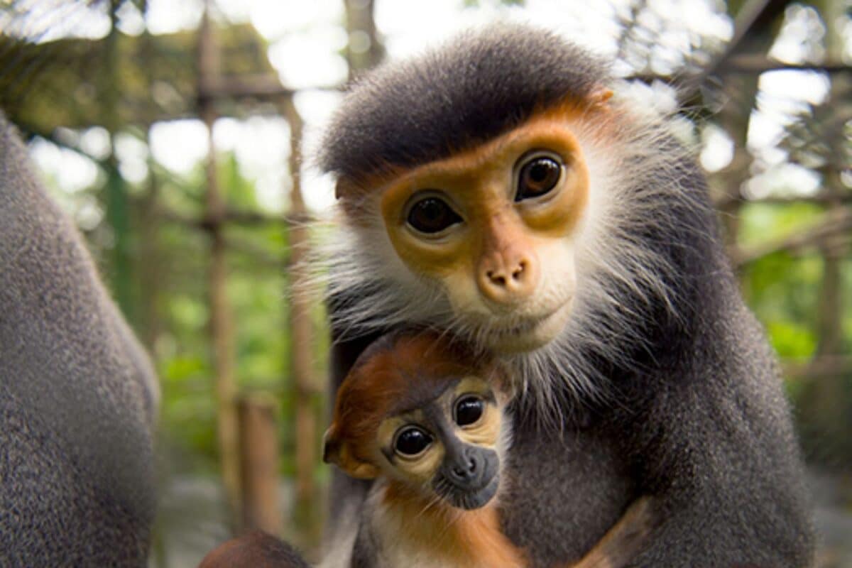 Meet Mi: The endangered baby monkey with the cutest eyes you'll see today