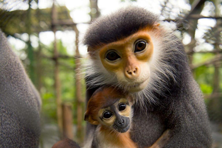 Meet Mi: The endangered baby monkey with the cutest eyes you'll see today