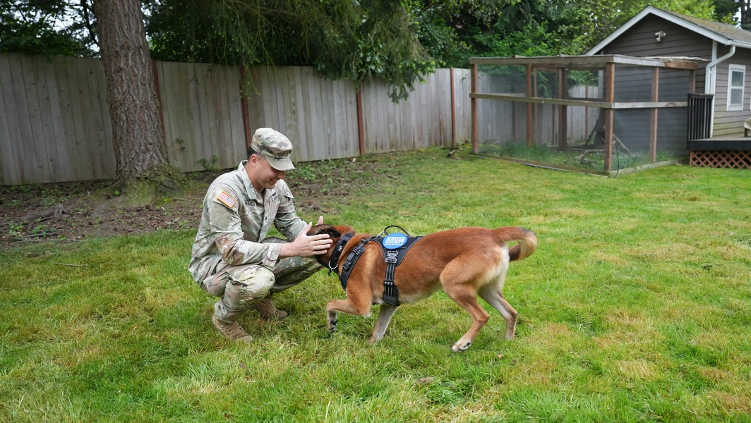 Understanding canine body language