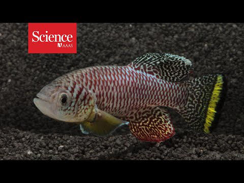 Scientists link a single gene to rapid growth, but it comes with a catch