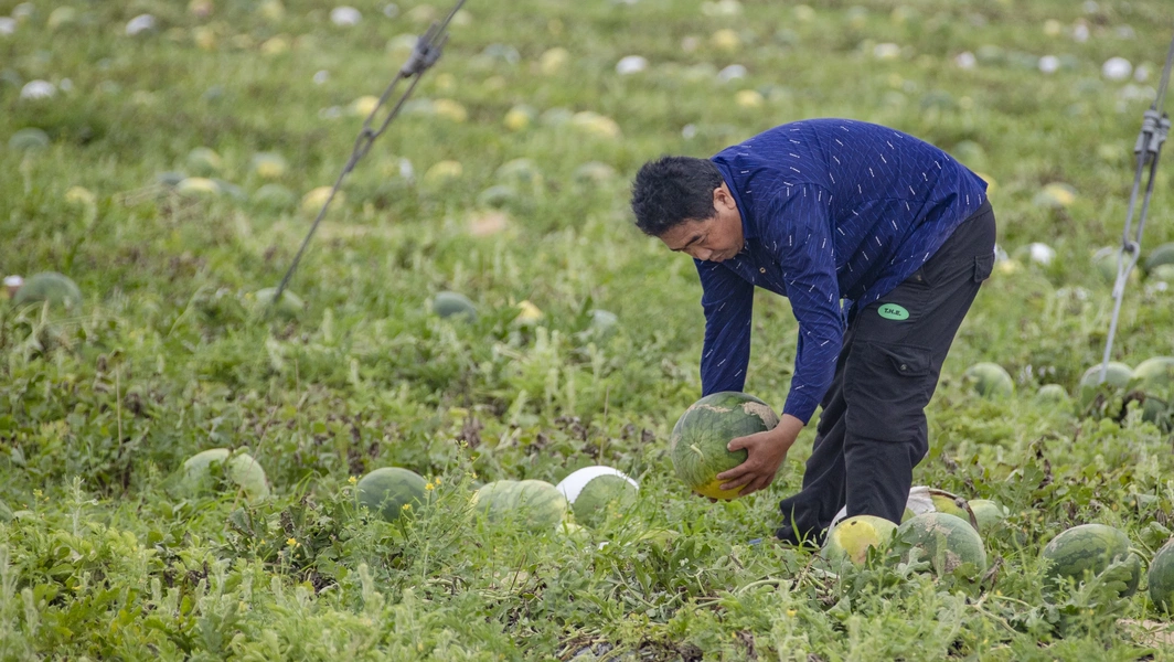 Signs of a perfectly ripe watermelon