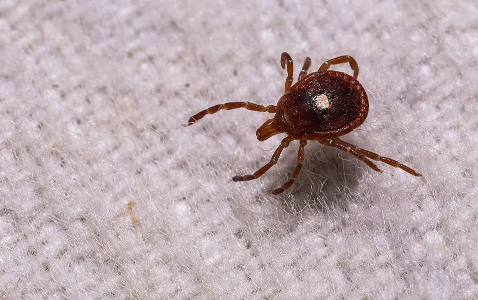 Massachusetts declares tick-borne meat allergy a public health threat