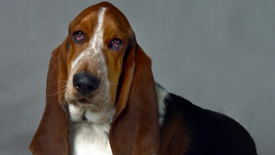 10 calm dog breeds with gentle, thoughtful temperaments