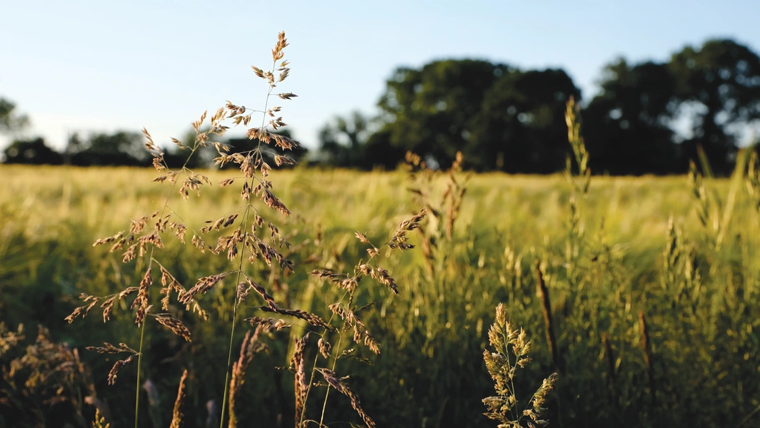 Effective strategies for chigger prevention and control