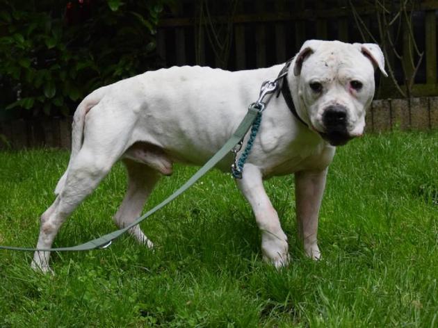 „Alleine, krank, sich selbst überlassen“: Sanfter Hunde-Senior Hunter ...