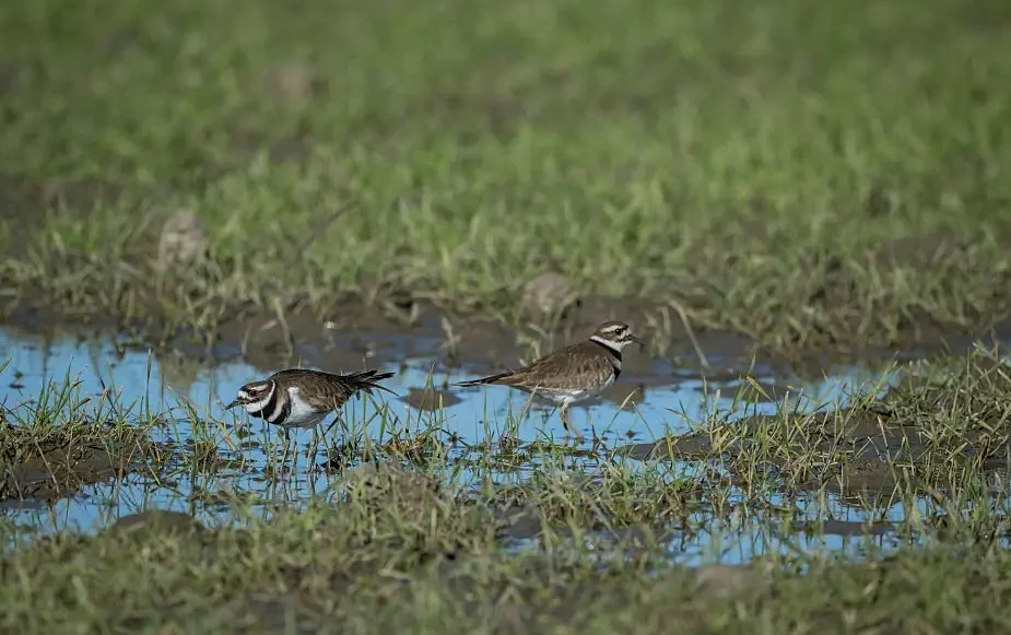 How to spot and protect killdeer nests