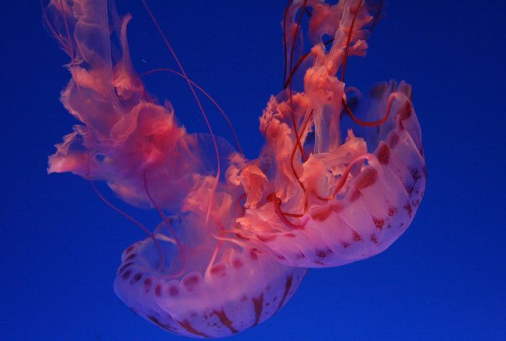 15 stunning photos of jellyfish in their undersea world