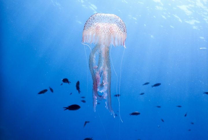 15 stunning photos of jellyfish in their undersea world