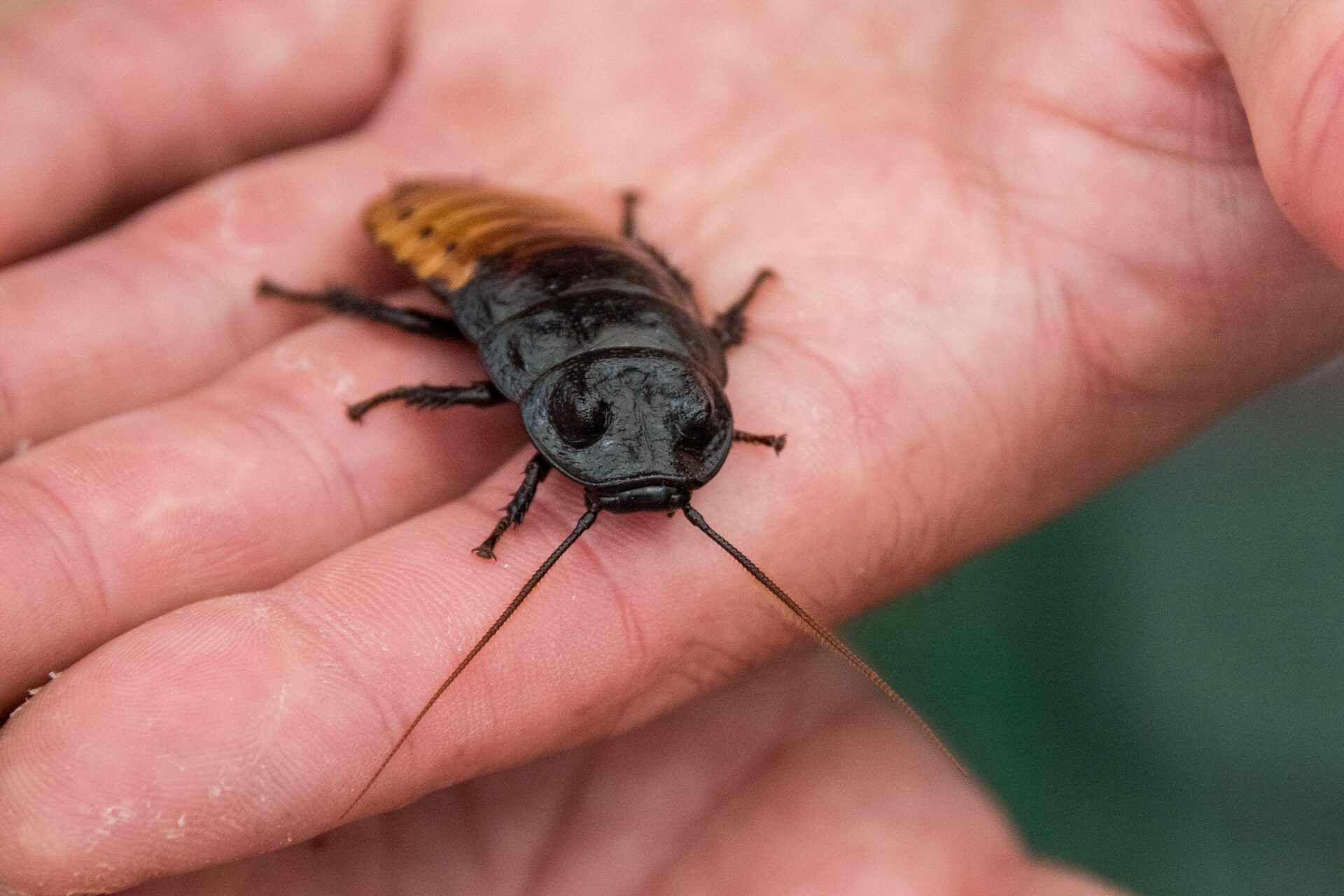 Illegal cockroach trafficking: 100,000 specimens ready for sale in ...