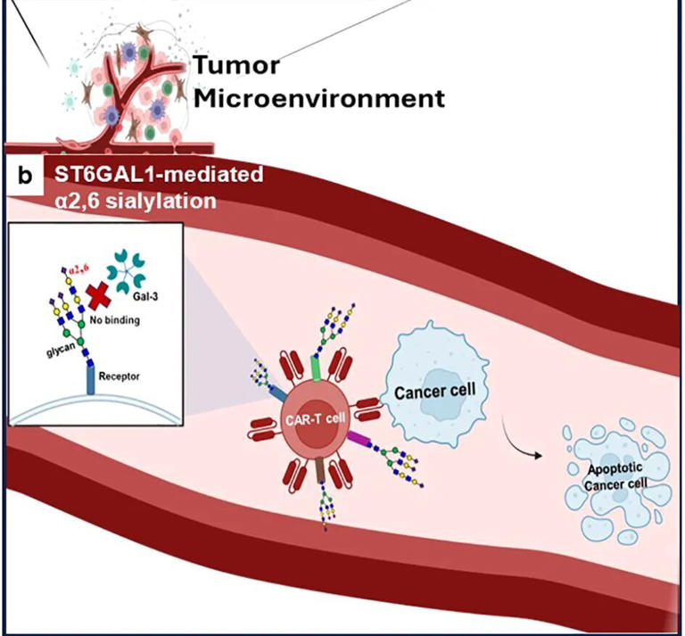 Sugar-coated CAR-T cells survive longer and shrink lymphoma tumors in mice
