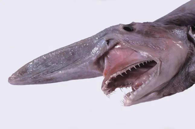 'Alien sharks' filmed for the first time ever by researchers in their ...