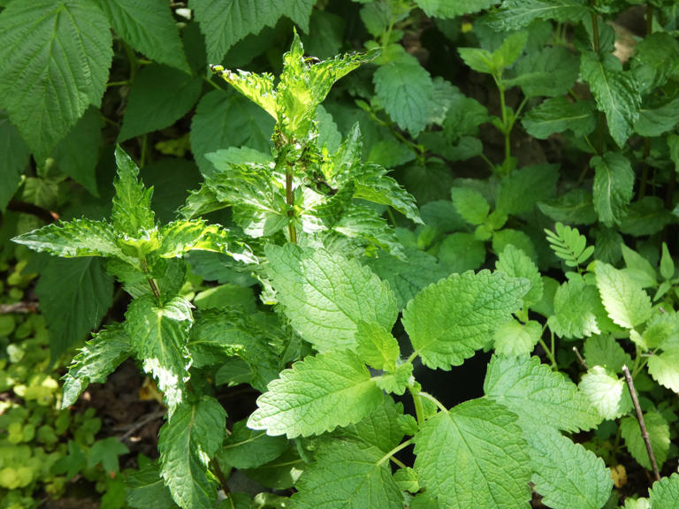 Wild plants in June: What’s growing in fields and woods | Lehigh Valley ...