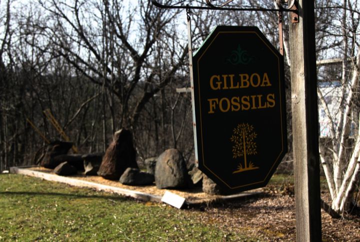How Cairo's 385-million-year-old ancient forest is shaping Earth's history