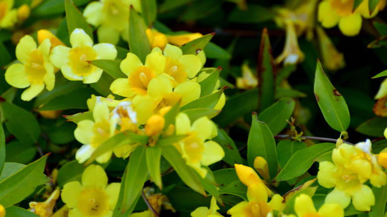 9 yellow-flowering climbing plants that pollinators love