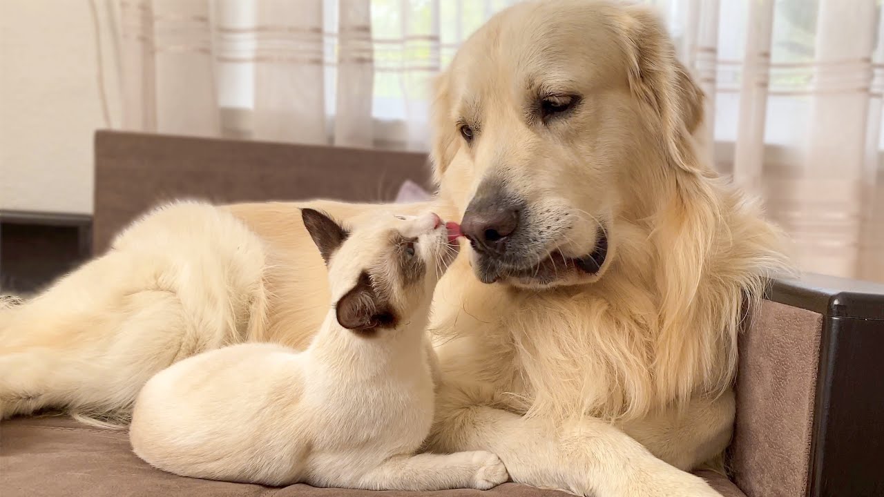 Golden retriever sits still for a kitten spa