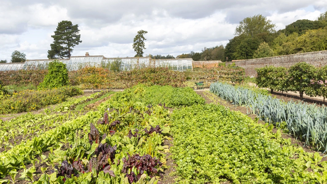 Experts highlight easy, space-saving crops for eco-friendly gardening