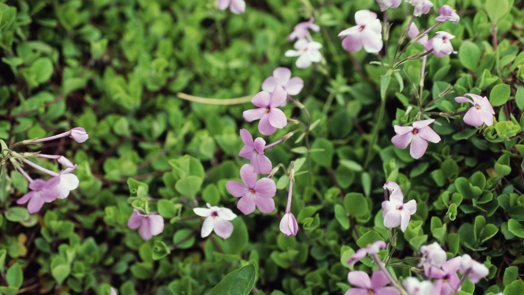 14 ground covers for color, texture, and low maintenance