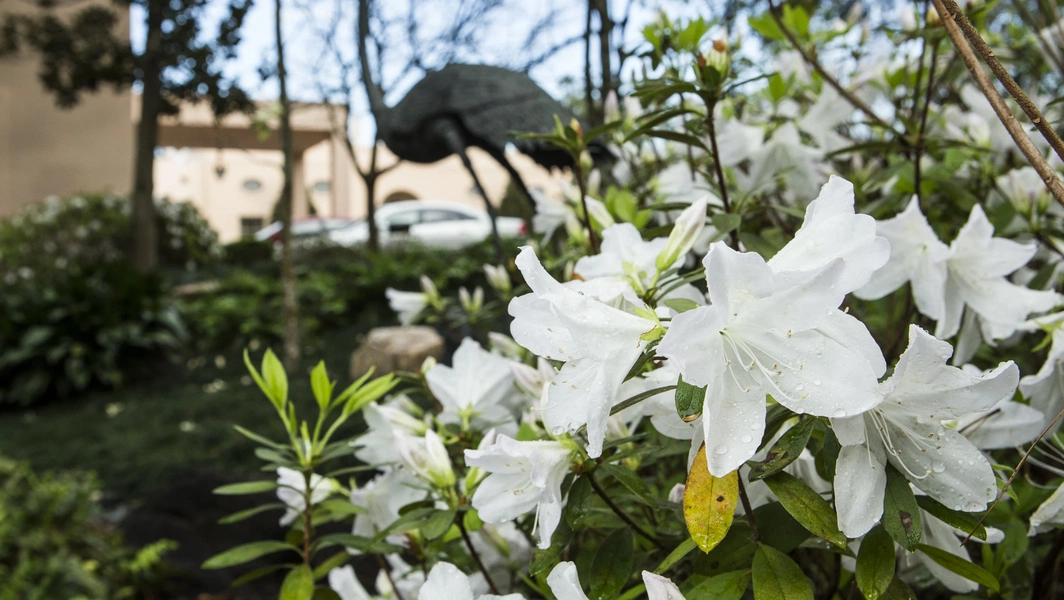 Essential tips for healthy, blooming azaleas