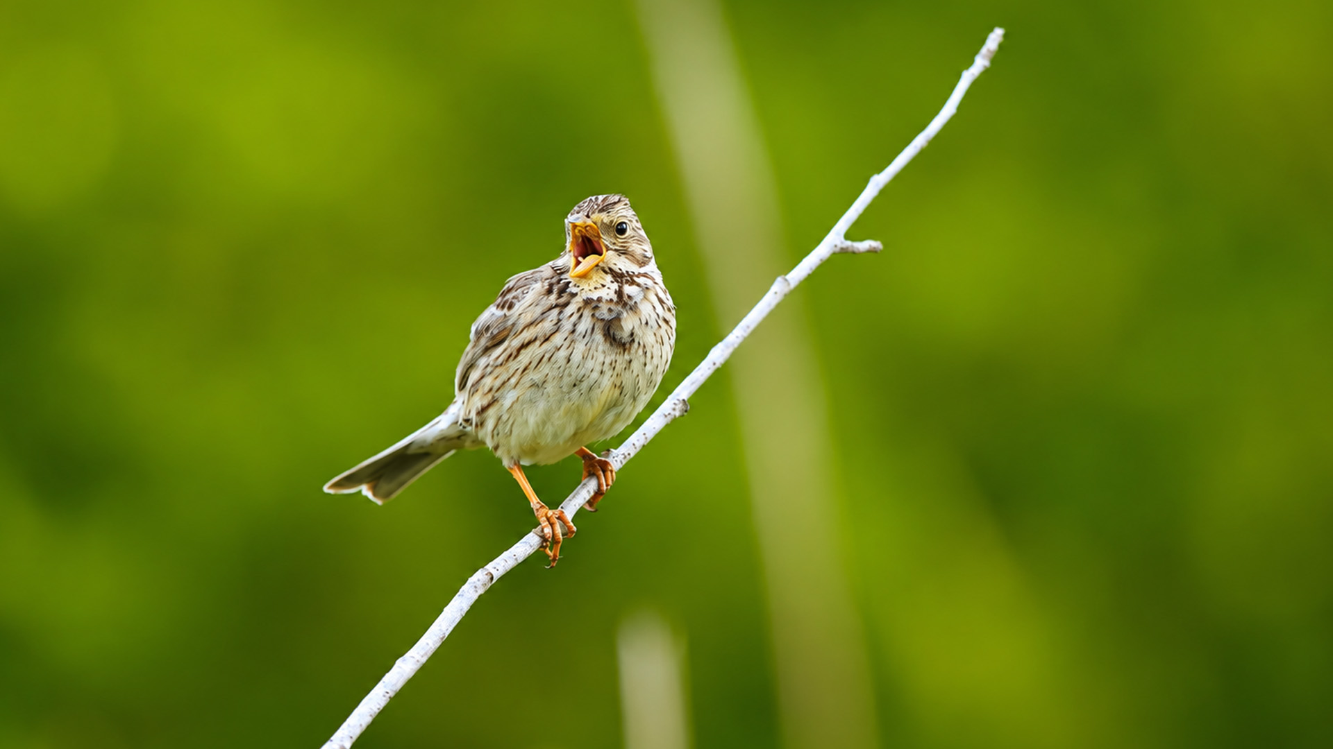 Wildlife camera records the song of a tiny forest bird