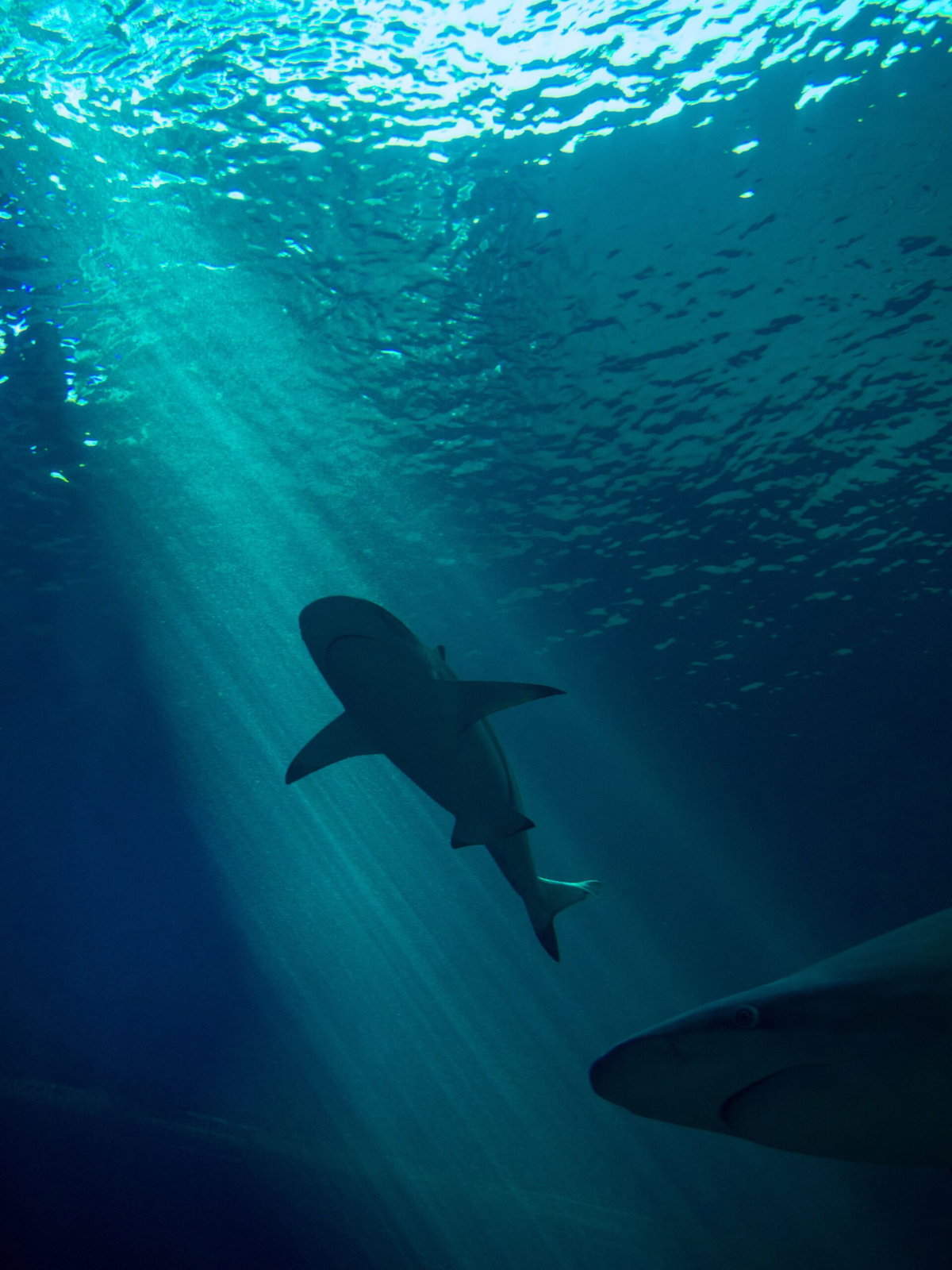 Sharks outside, swimmers inside: The history of shark cage marathon racing