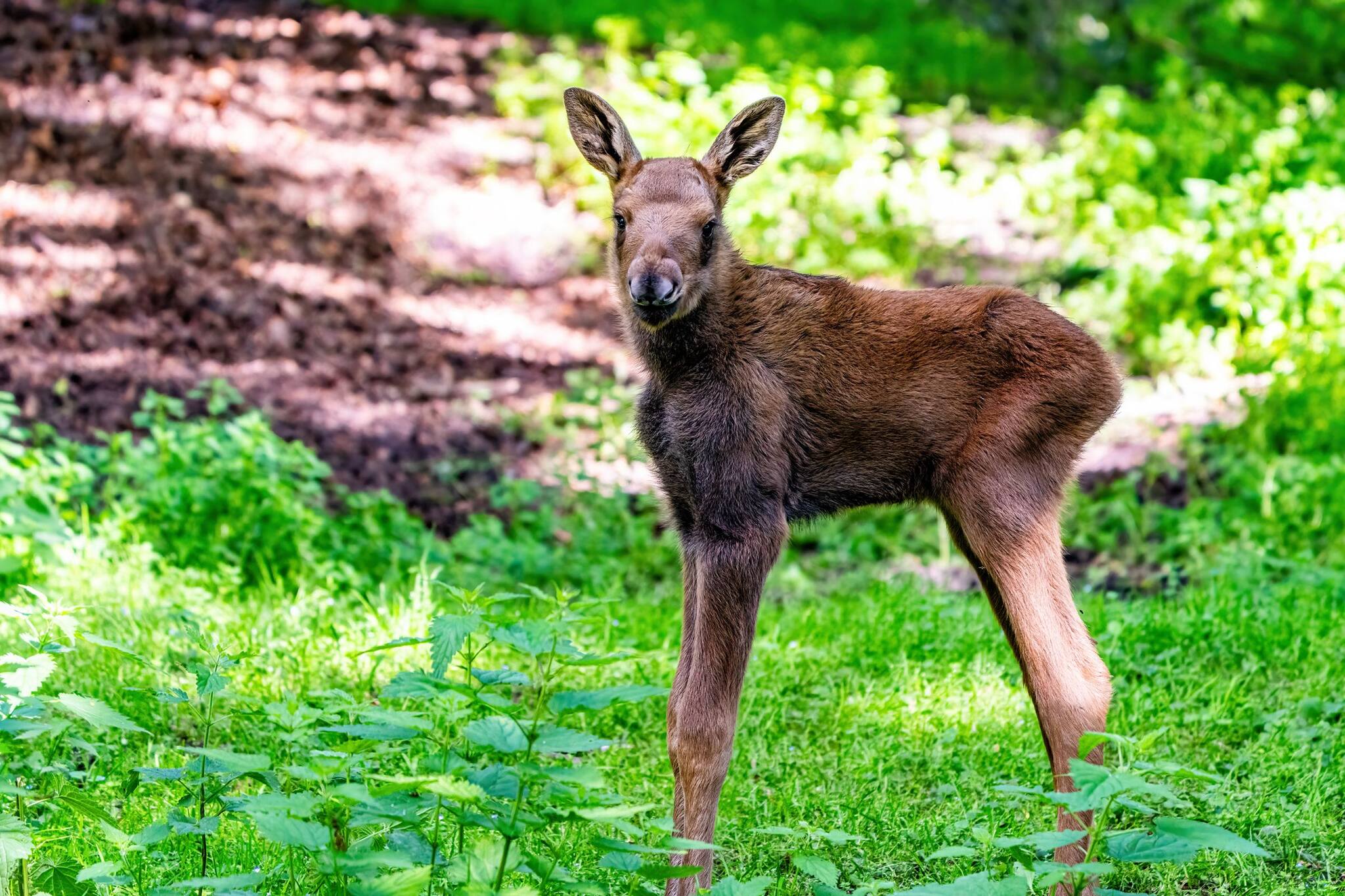 Elch im Rostocker Zoo geboren: "Das Kalb sieht zuckersüß und herrlich ...