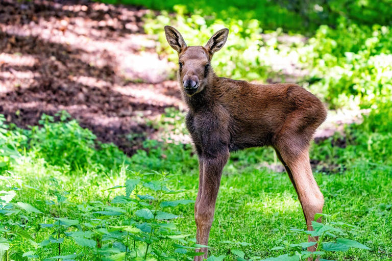 Elch im Rostocker Zoo geboren: "Das Kalb sieht zuckersüß und herrlich ...