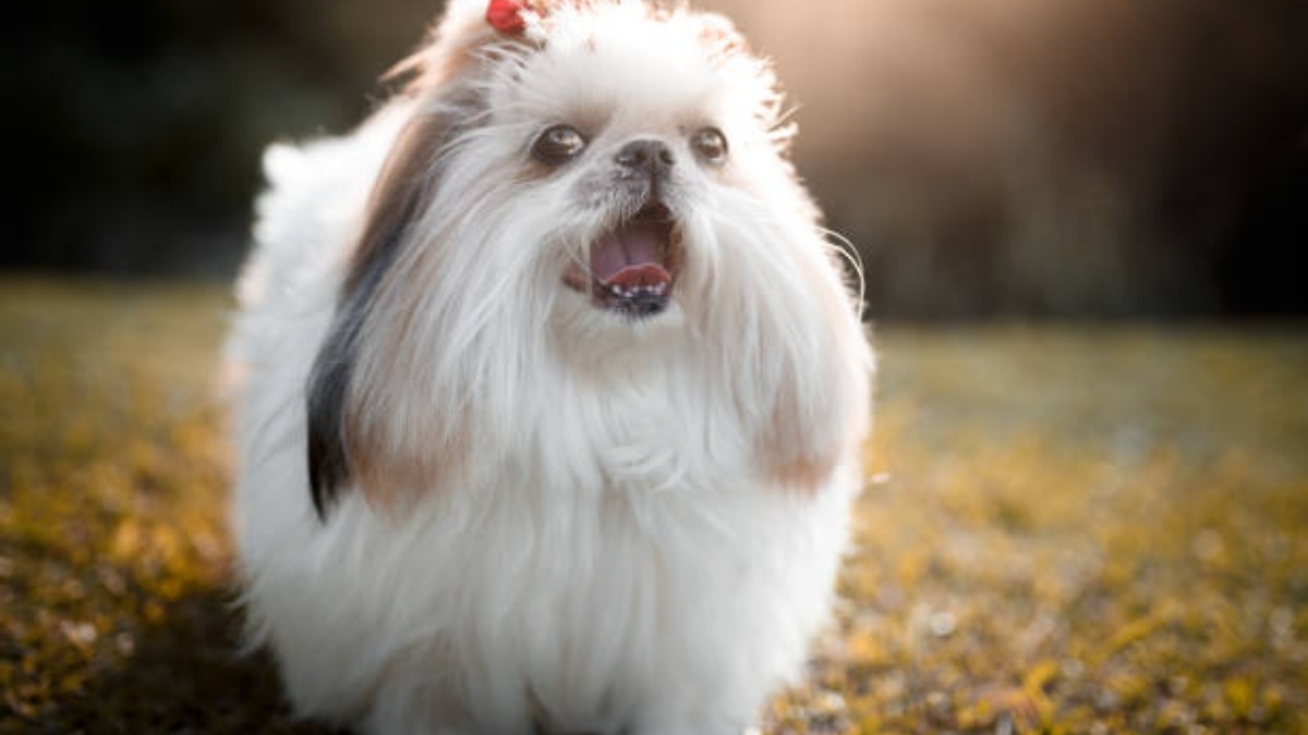 Small dogs with surprisingly strong protective instincts: 9 breeds that ...