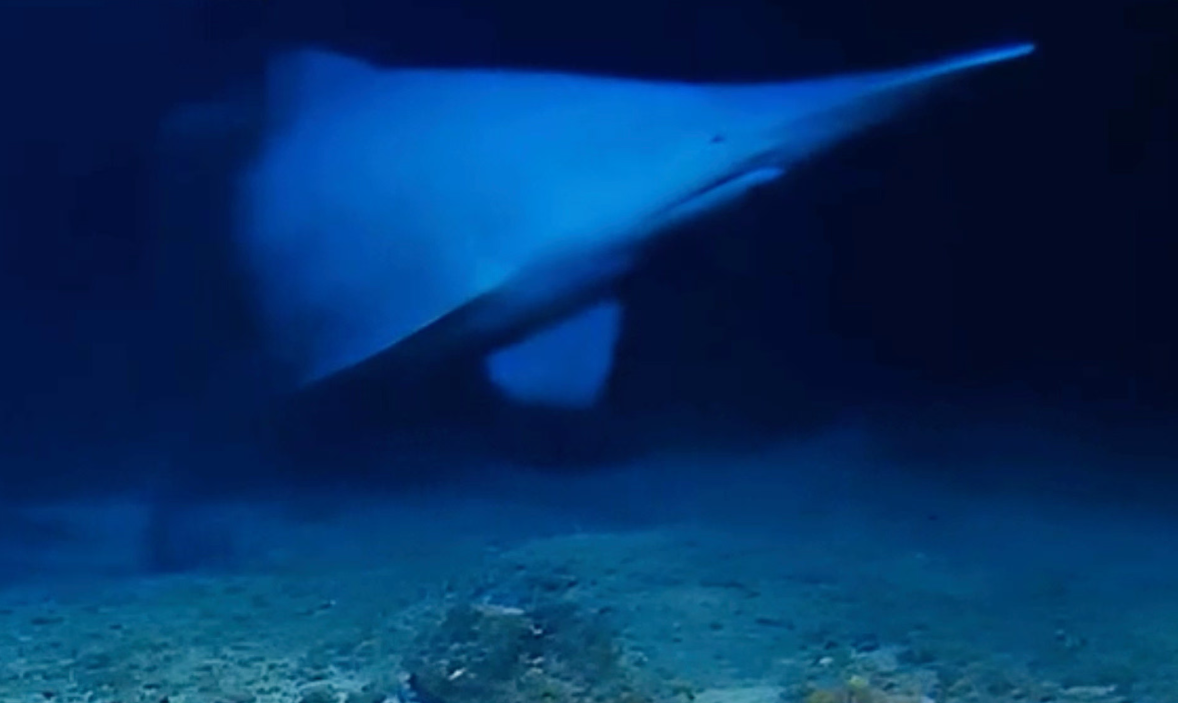 Deep-ocean cameras capture first-ever images of live goblin shark