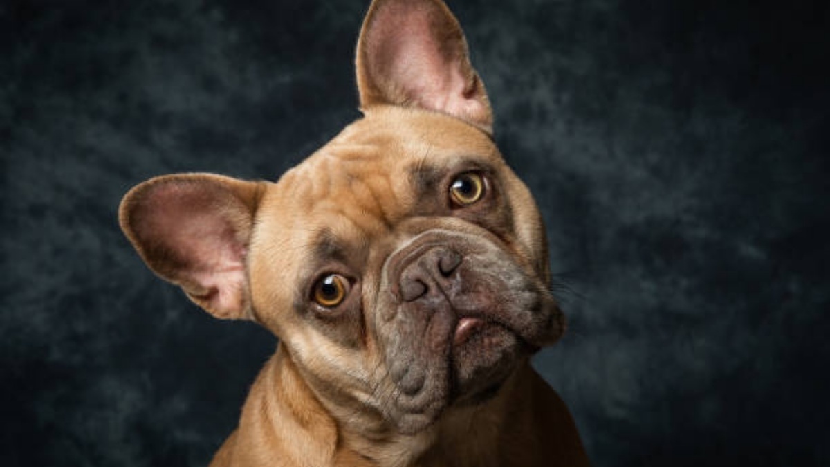 The dog breed you're most compatible with, according to your birth month