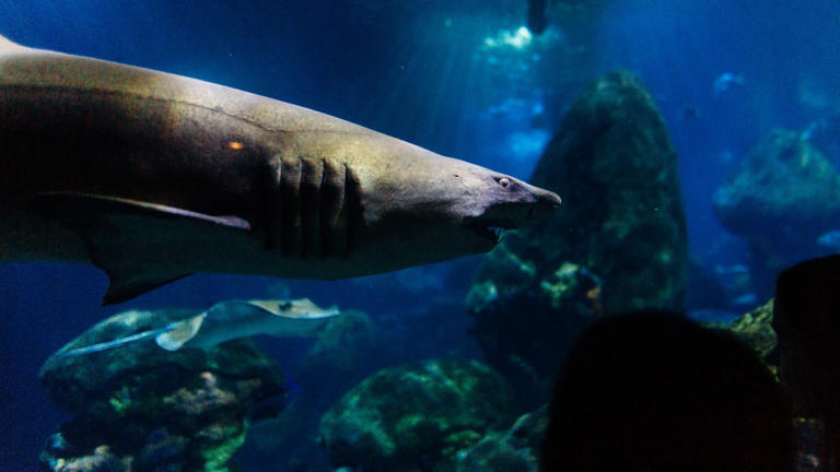 Some Greenland sharks live more than 250 years, longer than any other ...