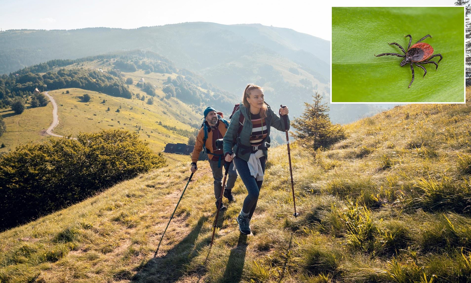 Rare bacteria that causes more severe form of Lyme disease found in new ...