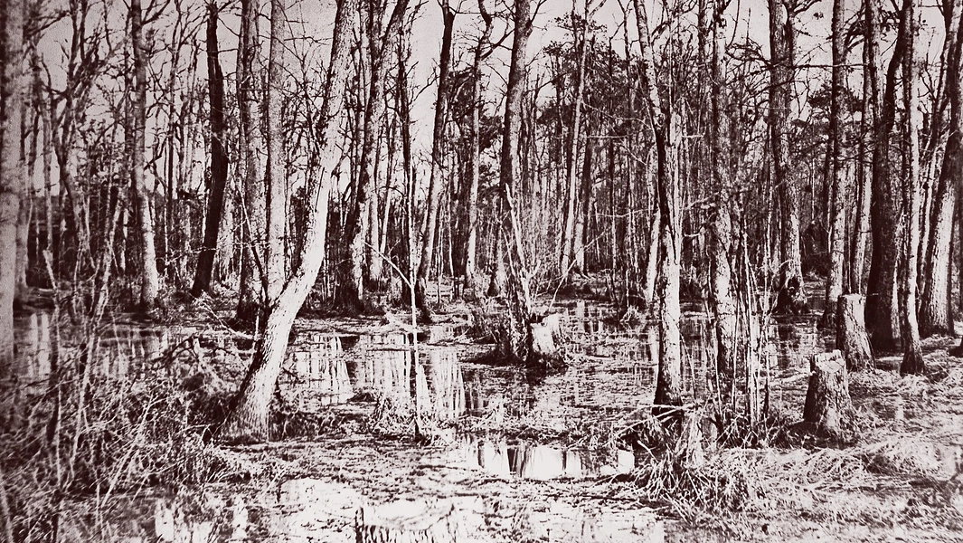 Legends, history, and ecology of the Great Dismal Swamp