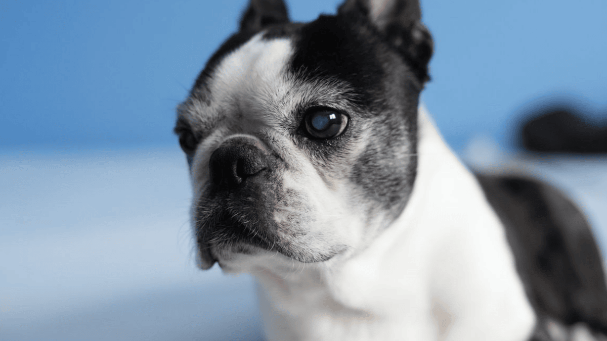 10 signs your dog may be saying goodbye without you realizing it