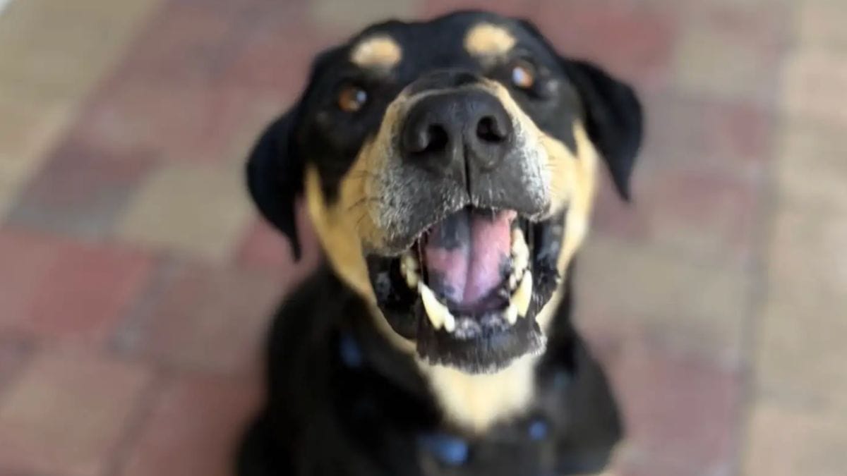 Dog gets dressed up to meet his family: hours later, he’s left utterly ...