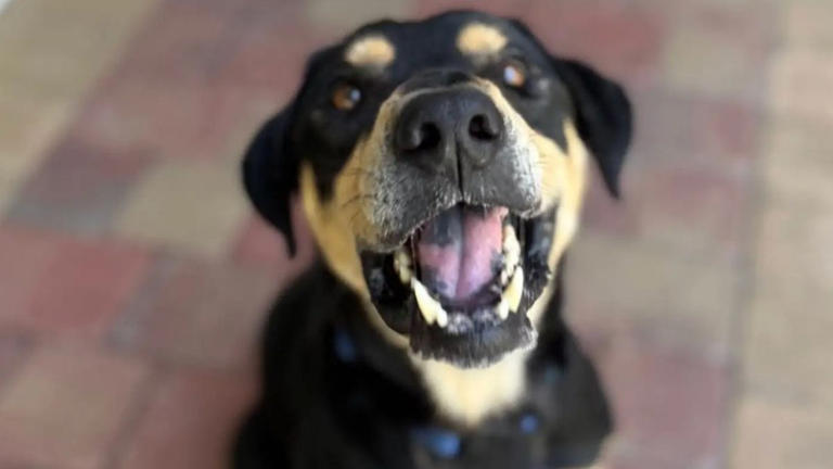 Dog gets dressed up to meet his family: hours later, he’s left utterly ...