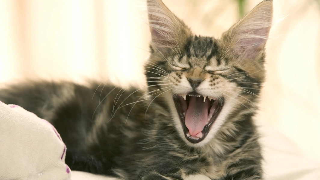 Heartwarming Maine coon moments with kittens