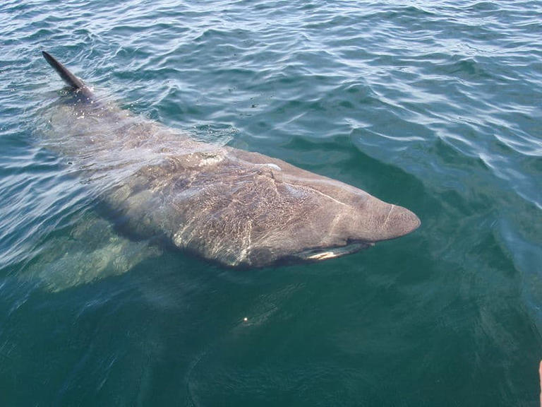 8,345 days of tracking upended what we knew about basking sharks