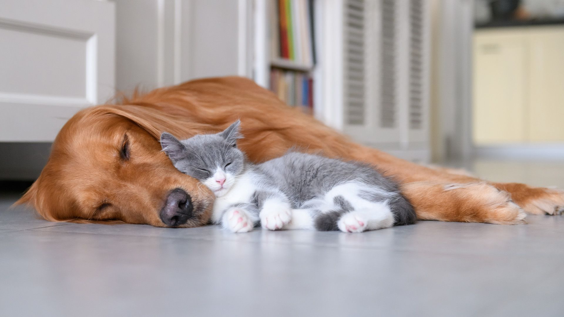 Best dog breeds for cat owners looking for a happy home
