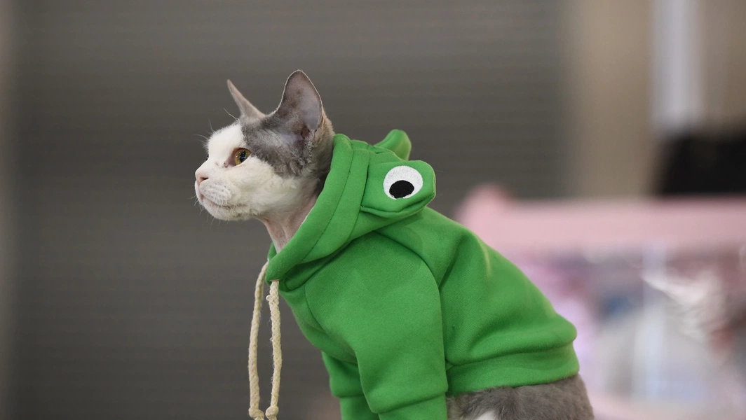 4 most popular cat names in the US for 2026