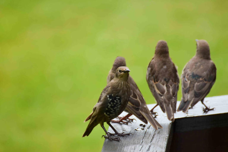 How to keep birds off your porch without scaring them away for good