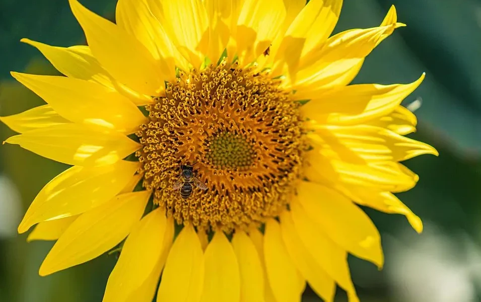 Sunflower secrets every gardener should know