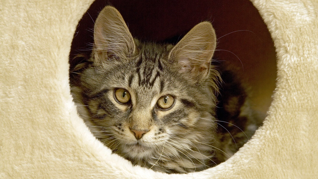 Reducing stress for healthier indoor cats